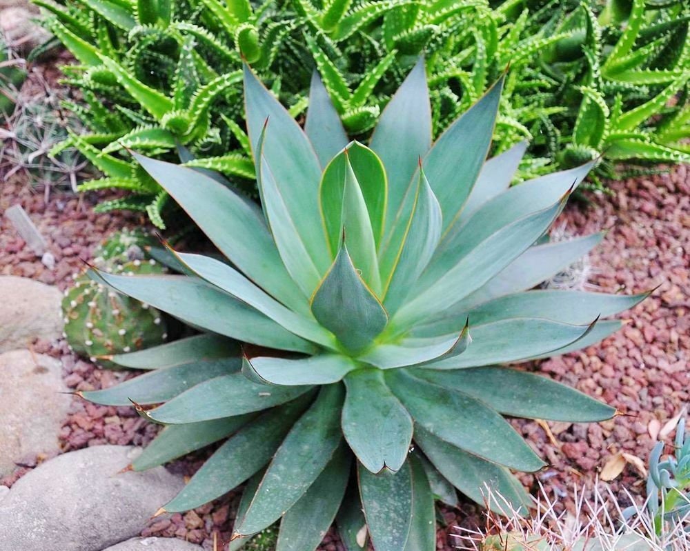Agave Attenuata - Fox Tail Agave - Beautiful Soft Agave - 10 Fresh ...