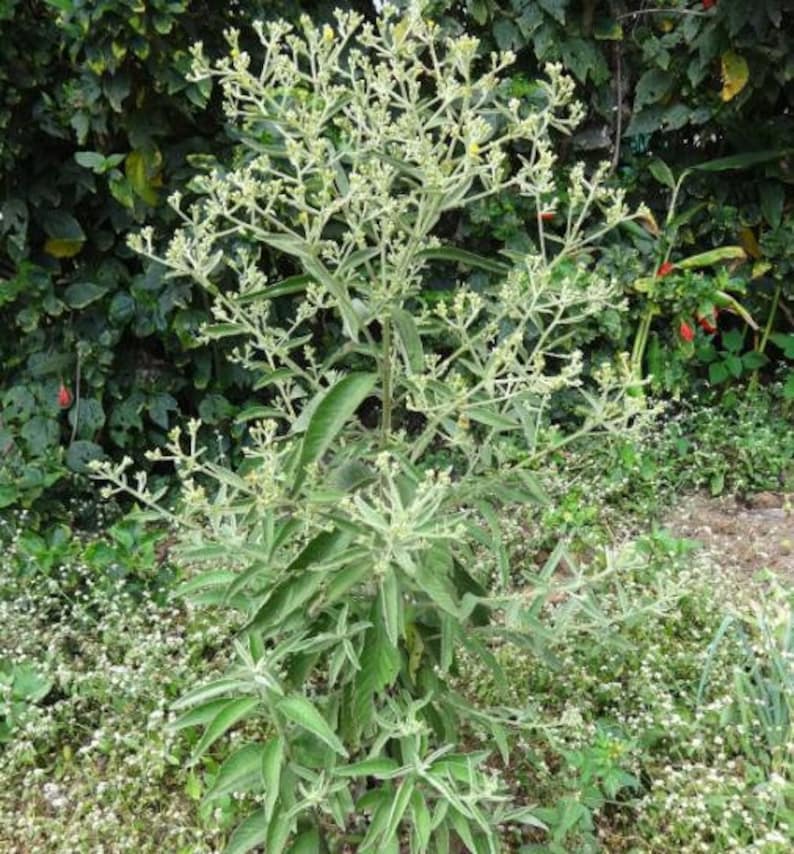 Blumea Balsamifera Aromatria Herb - Sembung Balm Sambong Aromatic - 10 ...