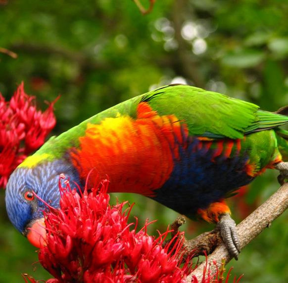 10 Seeds Fuschia Schotia Brachypetala Flowering Tree African | Etsy