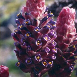 Puya Venusta 30 Seeds - Chagualillo - Coastal Purple Puya - Bromeliad ...