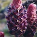 Puya Venusta 30 Seeds - Chagualillo - Coastal Purple Puya - Bromeliad ...