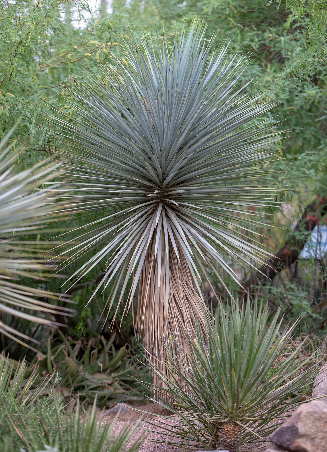 Yucca rigida Blue Yucca 10 Seeds | Etsy
