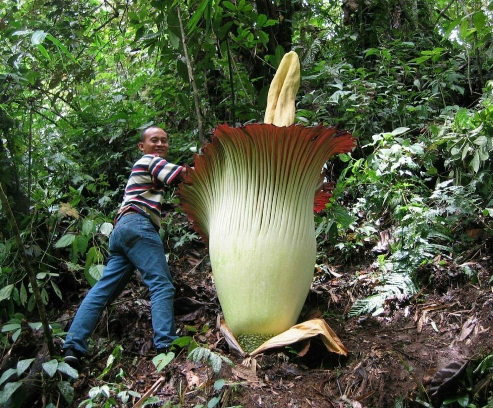 Amorphophallus Paeoniifolius Elephant Yam Perennial - Etsy