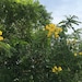 Cassia Auriculata Tree Seed , Avaram Senna Tree , Tanner's Cassia Tree ...
