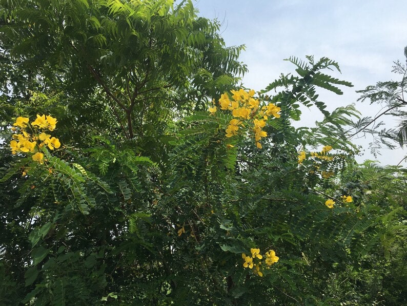 Cassia Auriculata Tree Seed Avaram Senna Tree Tanner's | Etsy Canada
