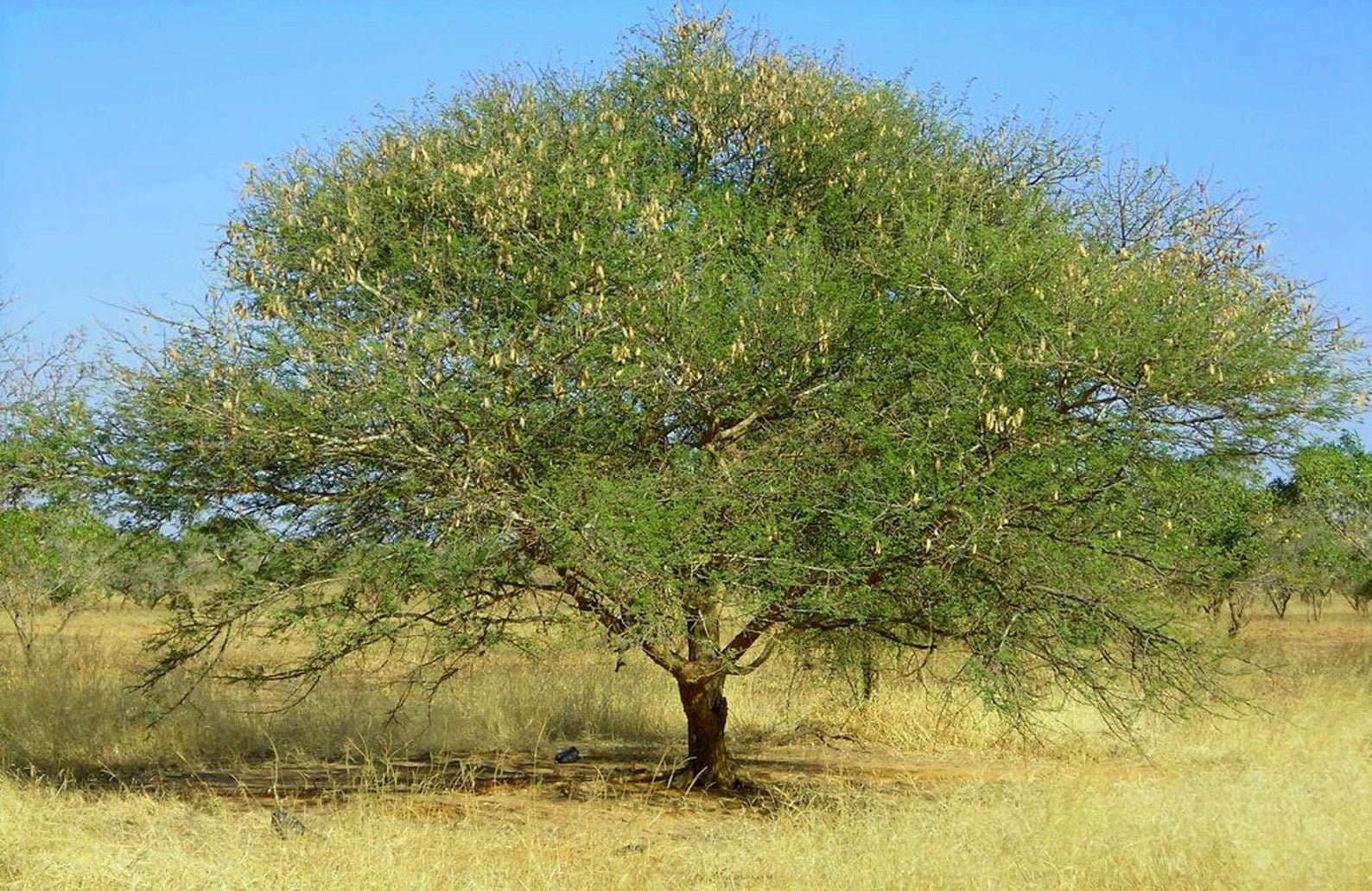 Sudan Gum Arabic Acacia Senegal 50 Seeds Soapbush Wattle | Etsy Canada