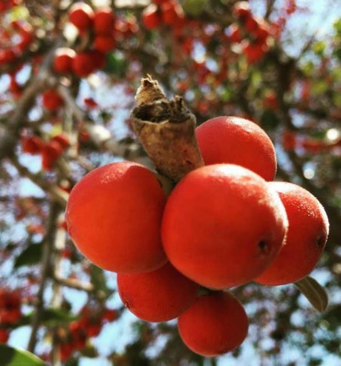 Ficus Benghalensis Tree Banyan Bengal Fig East India Fig | Etsy Canada
