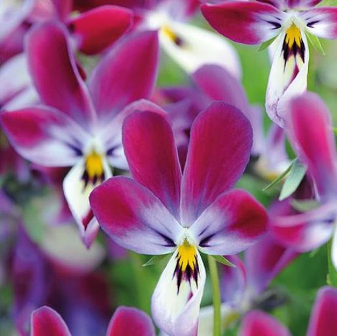 10 sementes de Viola Wittrockiana cv. Bunny Ears - Sementes de Violet ...