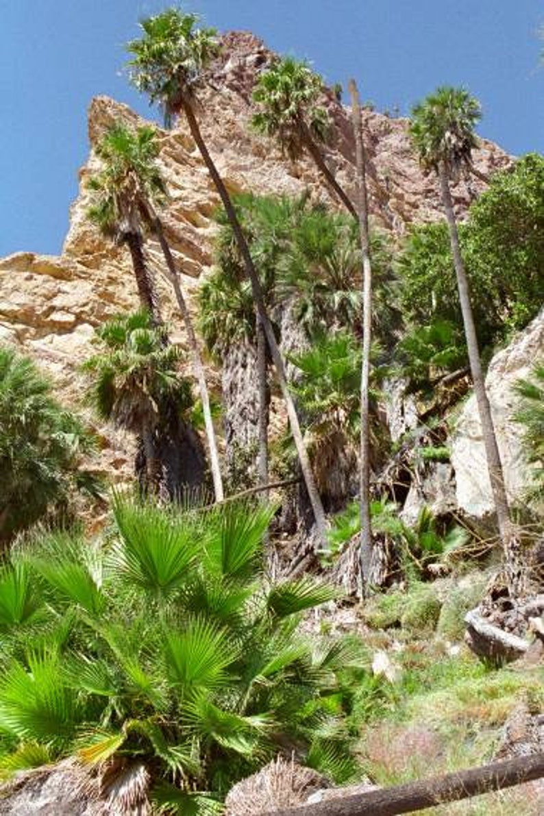 Washingtonia Robusta Mexican Cotton Palm Skyduster 30 Seeds - Etsy Canada