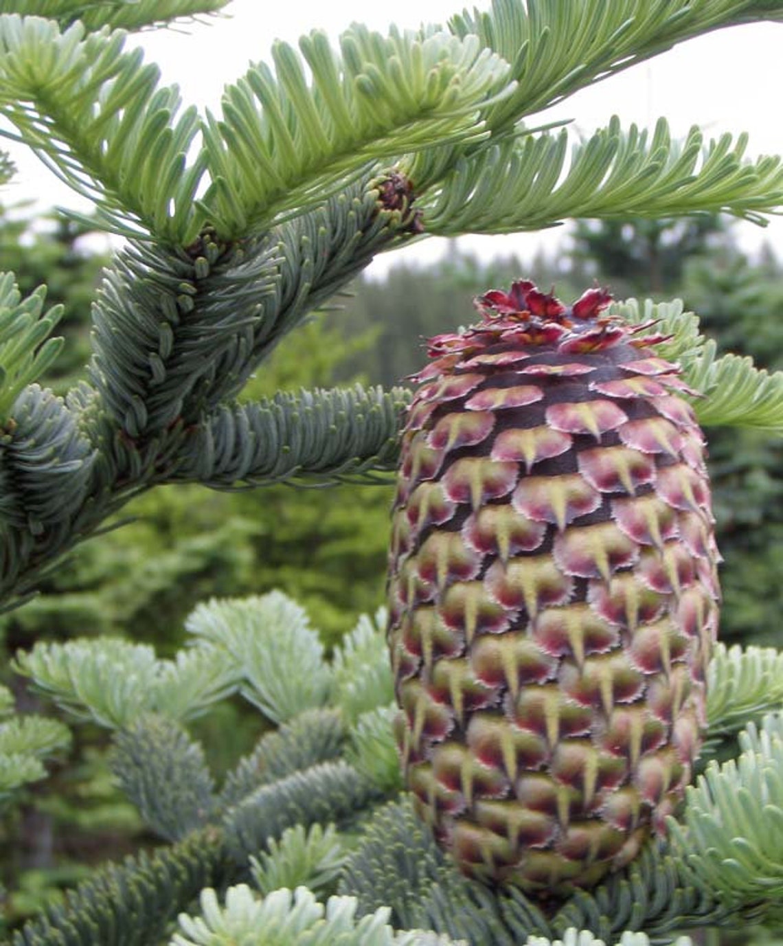 Abies Nobilis Procera Noble Fir Red Fir Christmas Tree XMAS | Etsy
