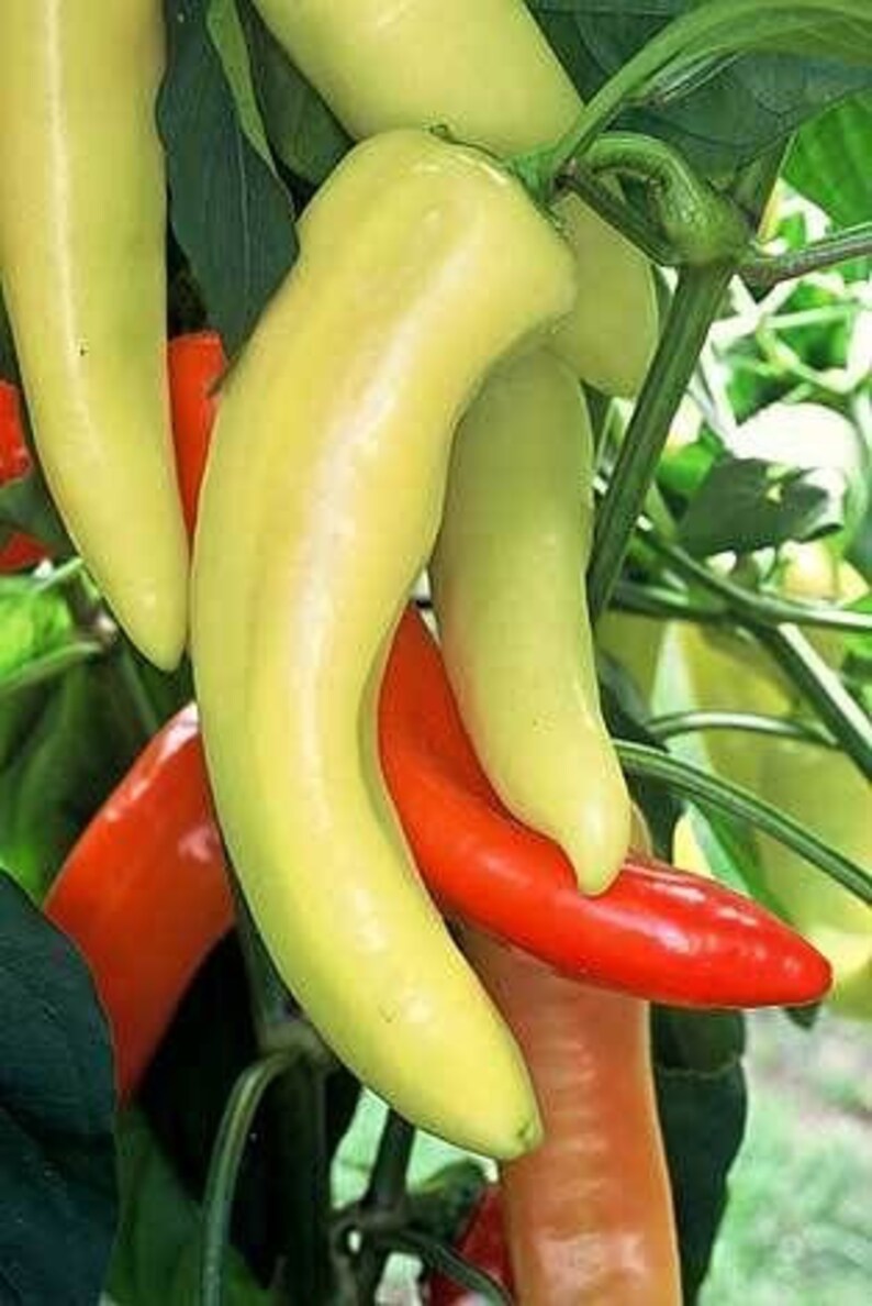 Capsicum Annuum Sweet Banana HEIRLOOM BANANA PEPPER Vegetable - Etsy Canada