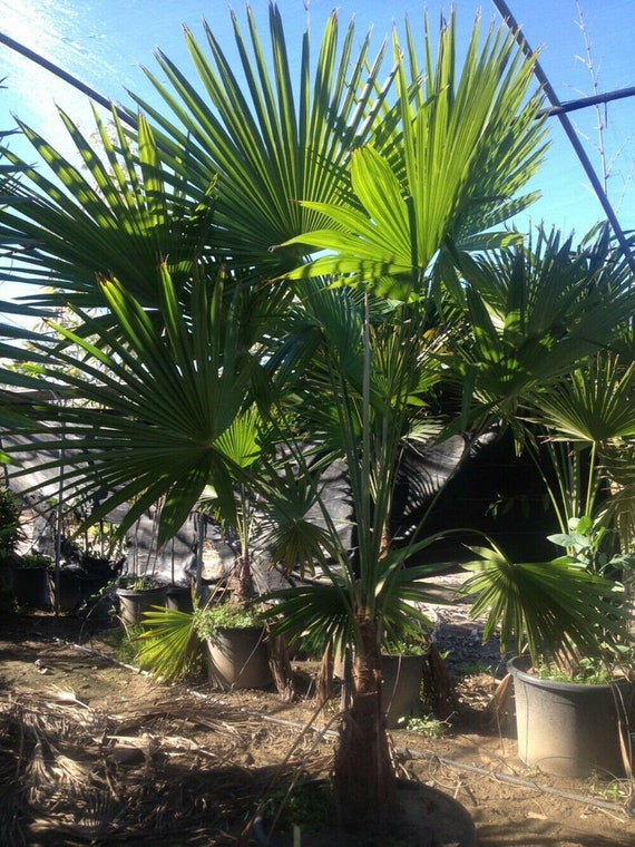 Plants Home & Living Windamere Palm Trachycarpus latisectus 5 Seeds ...