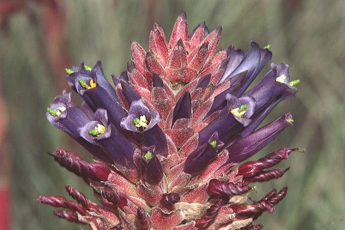 Puya Venusta 30 Seeds - Chagualillo - Coastal Purple Puya - Bromeliad ...