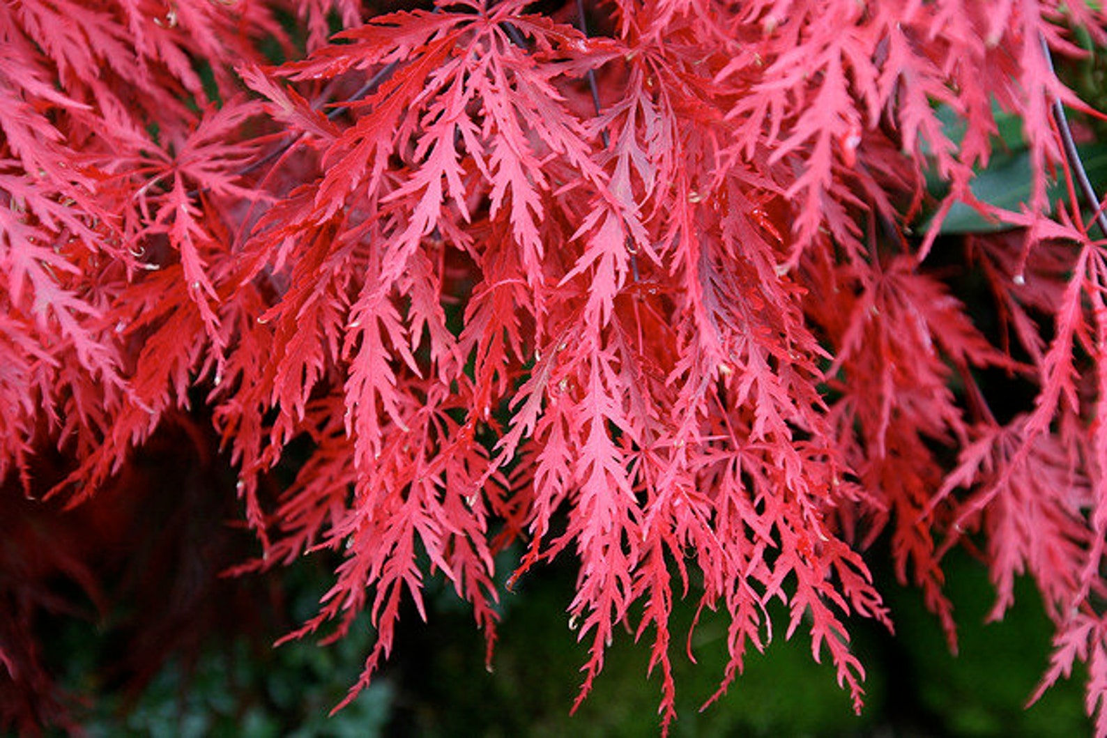 Acer Palmatum Atropurpureum Rode Japanse Esdoorn Bonsai - Etsy Nederland