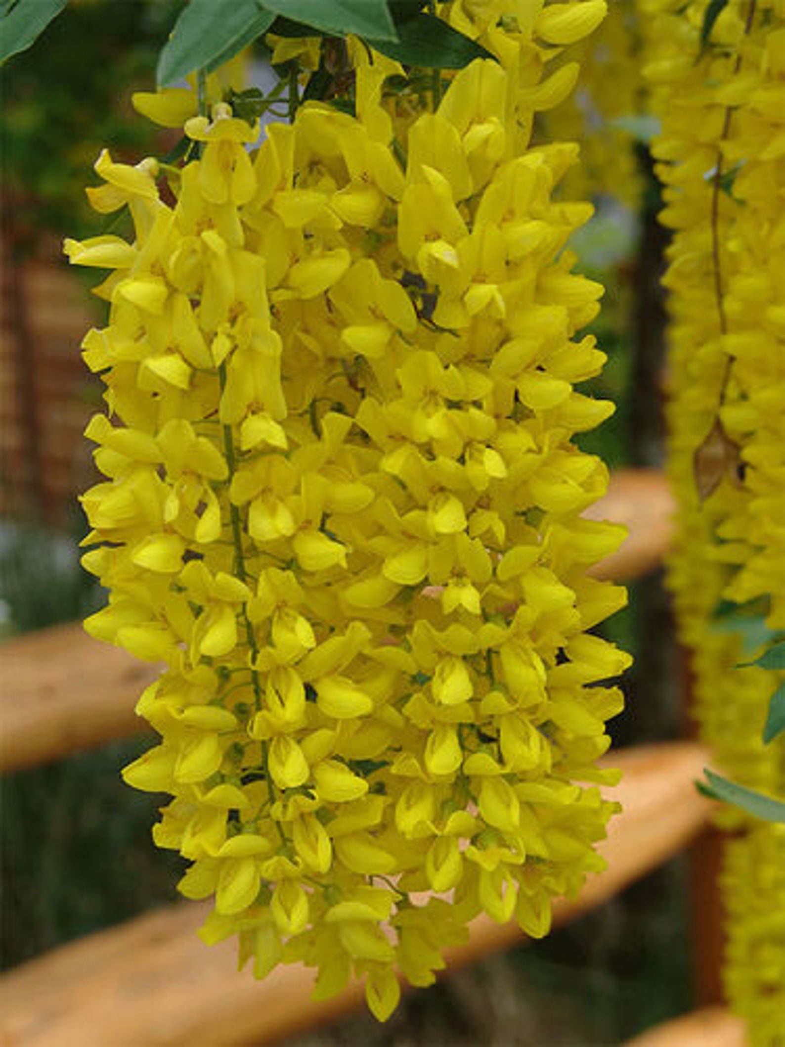 20 GOLDEN CHAIN TREE Goldenchain Laburnum Anagyroides Seeds - Etsy