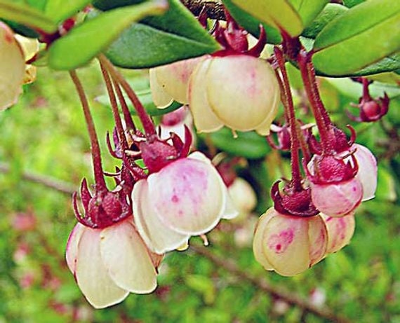 Rare Chilean Guava / Murtilla Ugni Molinae Fruit 10 Seeds - Etsy