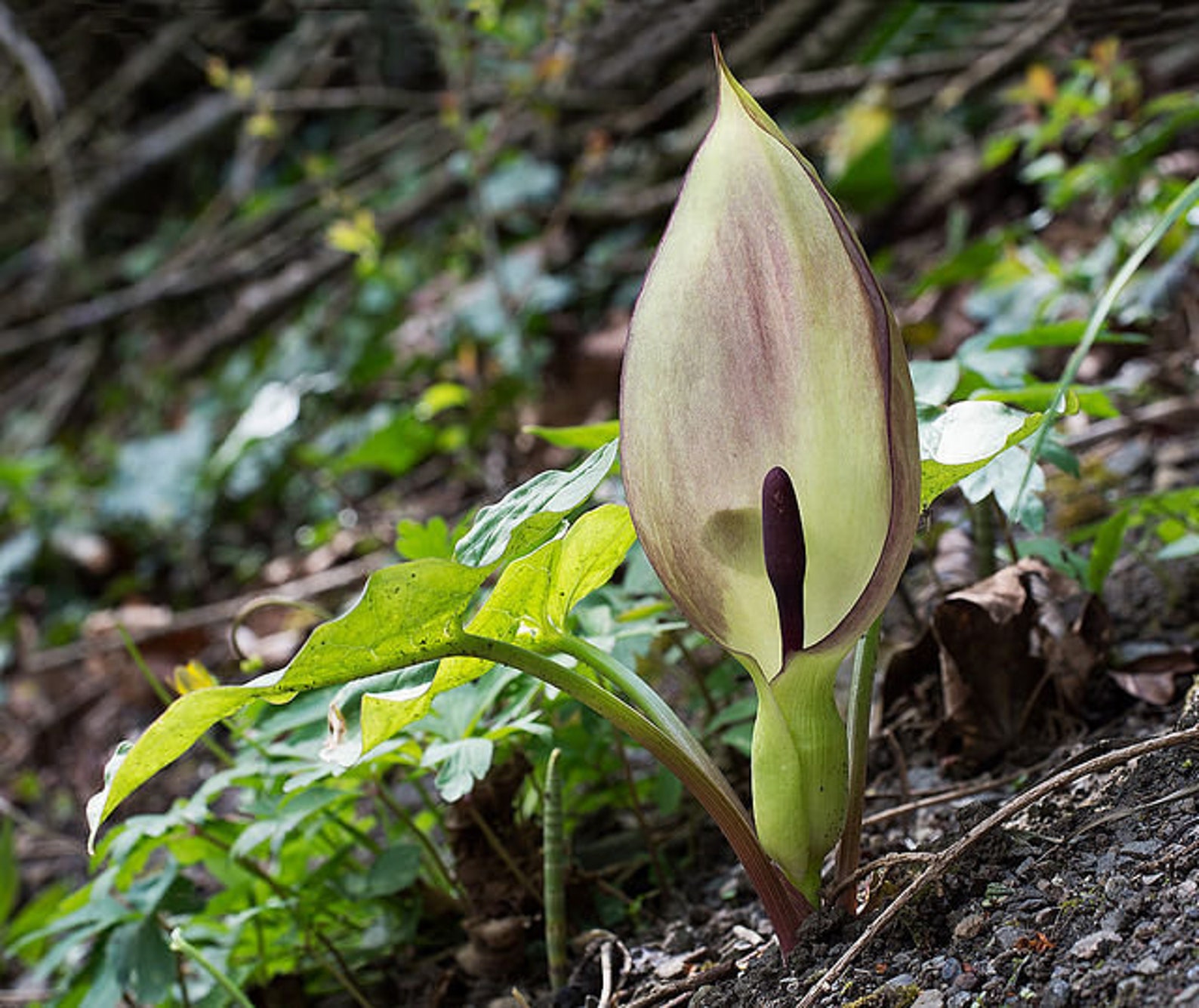 Arum maculatum Lords and Ladies 5 Seeds | Etsy