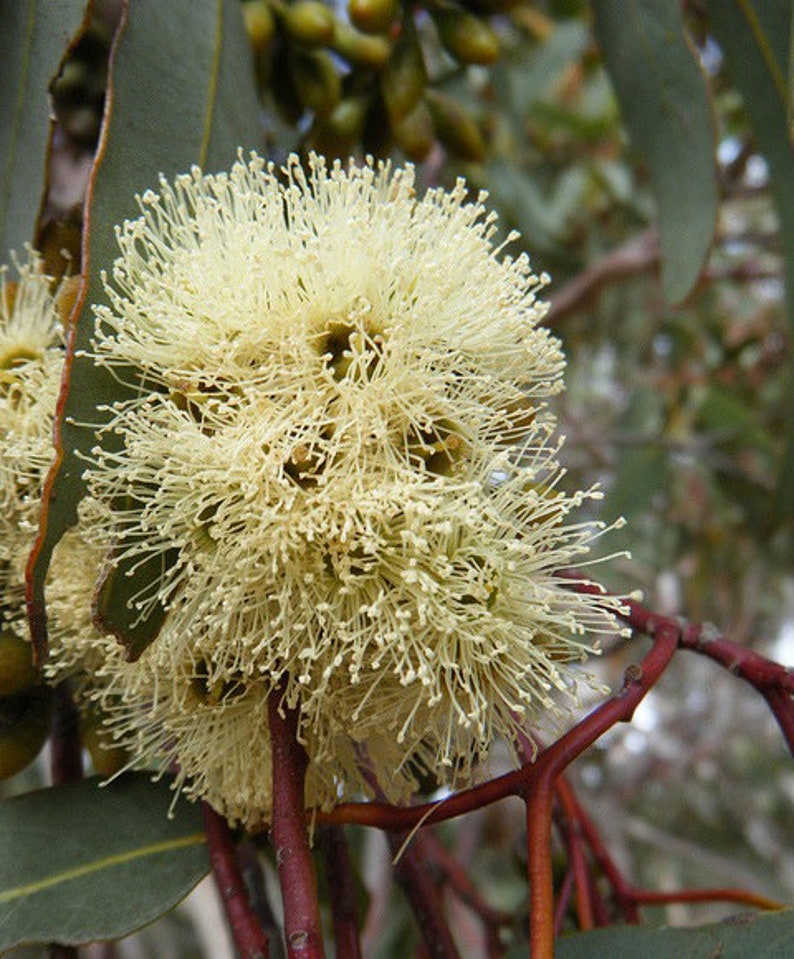 Eucalyptus Punctata Seeds, Grey Gum Eucalyptus, Iron Gray Gum - 50 ...