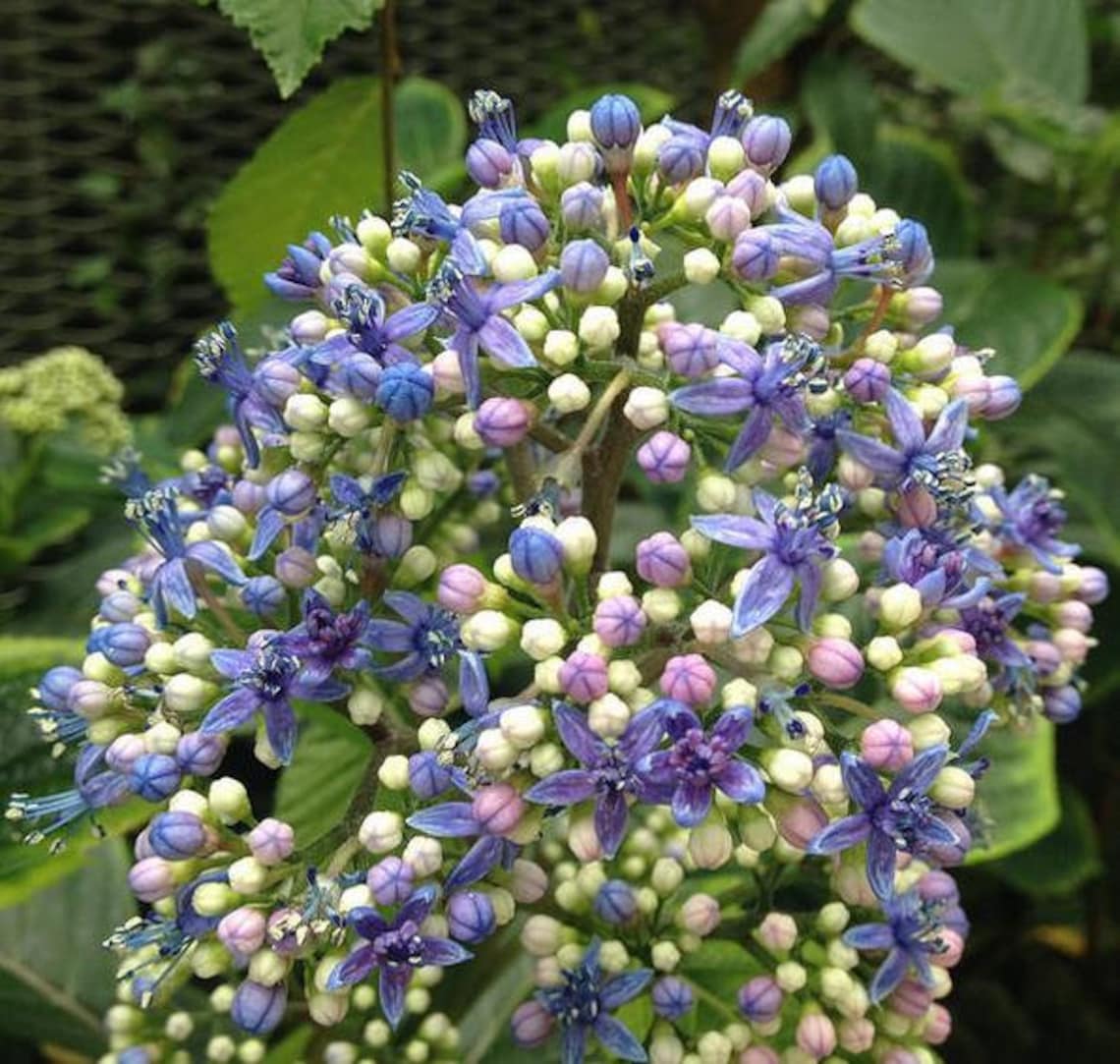 Dichroa Febrifuga Seeds Tibetan Hortence Chinese Quinine | Etsy