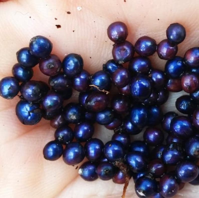 Pollia Condensata Metallic Blue Pearl 20 Seeds | Etsy