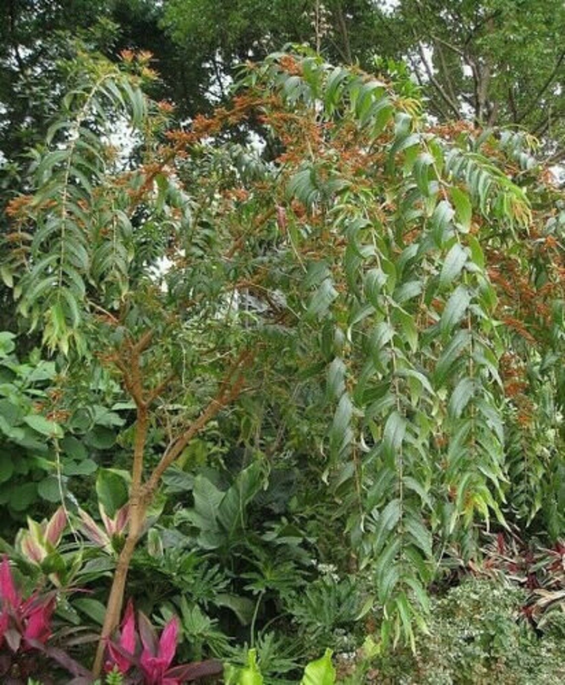 Woodfordia Fruticosa fire flames woodfordia dhataki plant | Etsy