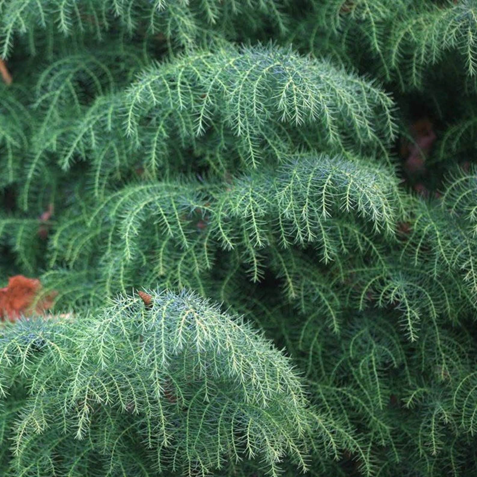 Cryptomeria Japonica Japanese Cedar Sugi Bonsai Tree - Etsy Canada