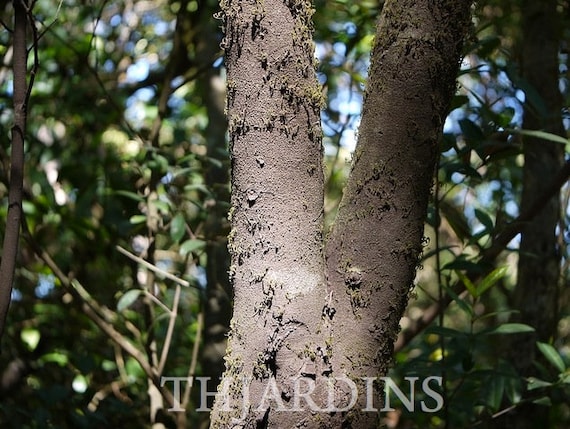 Indian Sandalwood Tree
