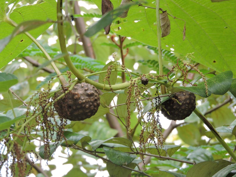 Dioscorea Bulbifera Seeds, Air Potato, Air Yam, Bitter Yam, Potato Yam ...