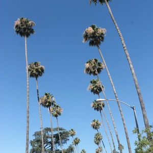 Washingtonia Robusta Mexican Cotton Palm Skyduster 30 Seeds - Etsy Canada
