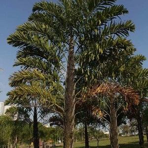 Wallichia disticha Distichous Fishtail Palm 5 Seeds | Etsy