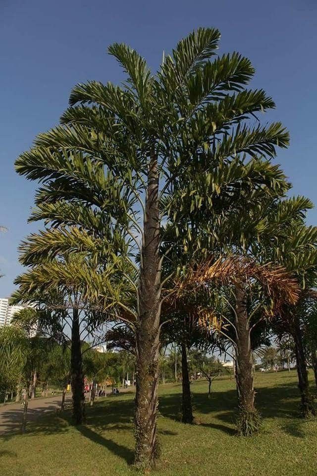 Wallichia Disticha Distichous Fishtail Palm 5 Seeds | Etsy