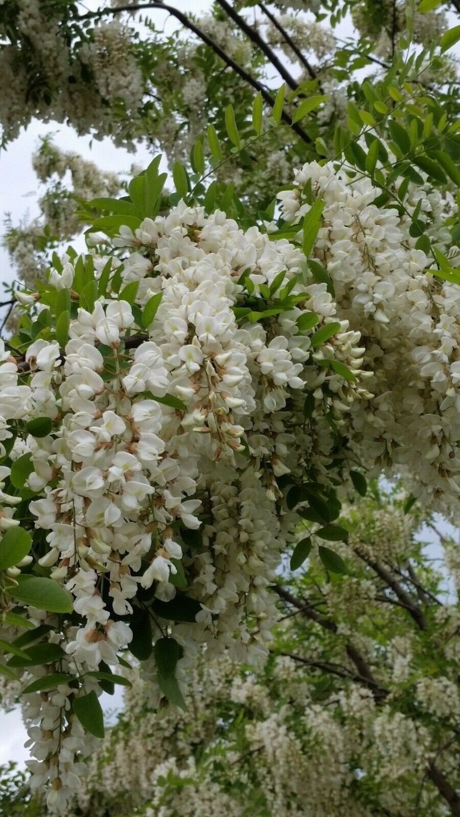 Robinia pseudoacacia 50 Seeds Gaggia Robinia Black Locust | Etsy