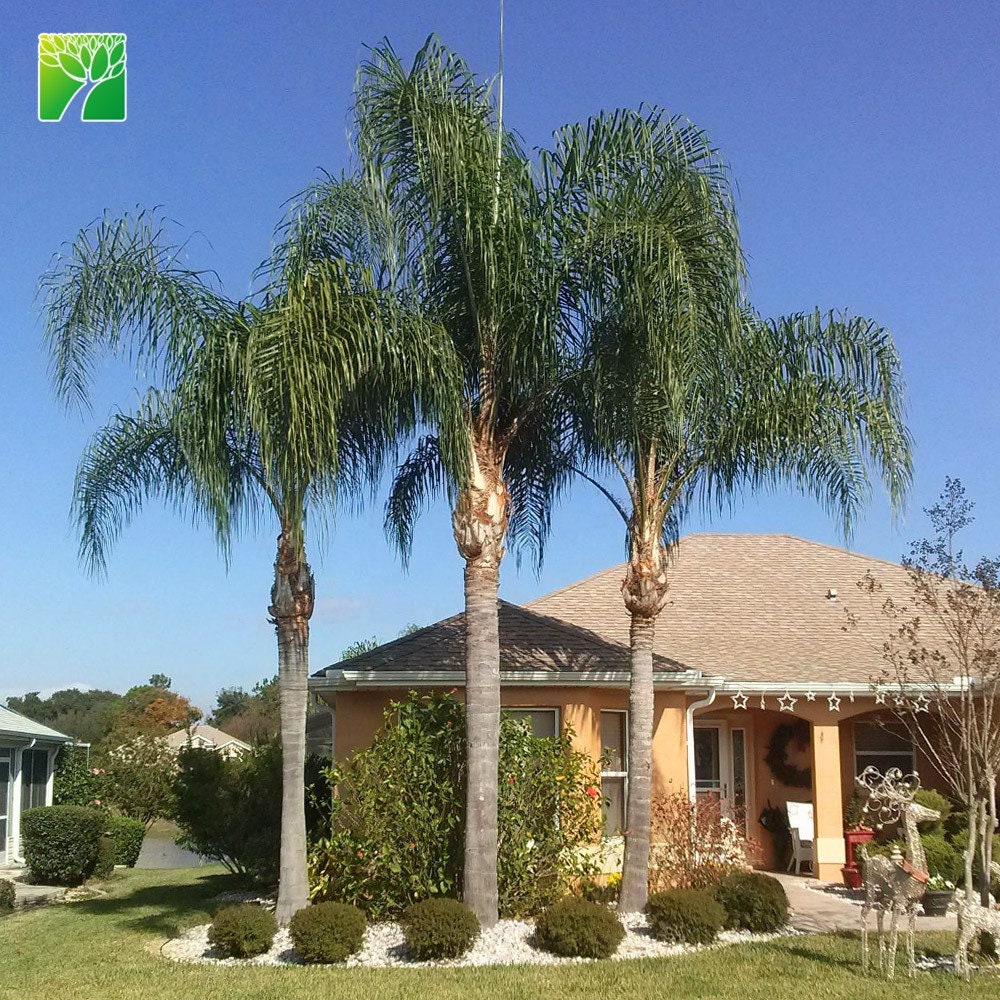 Syagrus romanzoffiana seeds Queen Palm 10 Seeds Arecastrum | Etsy