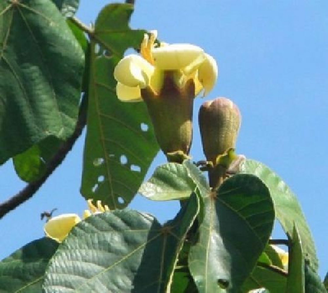 Ochroma Pyramidale 20 Seeds - West Indian Balsa Tree Seeds - Etsy Canada