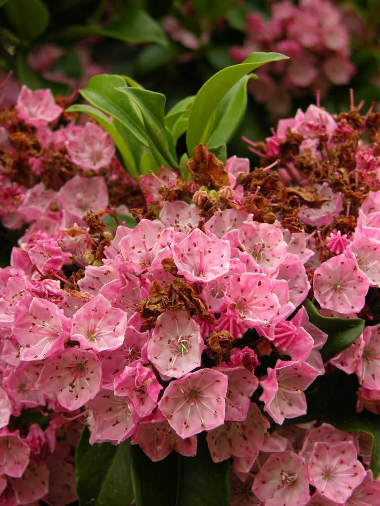 Gardening & Plants Home & Hobby calico-bush Kalmia latifolia mountain ...