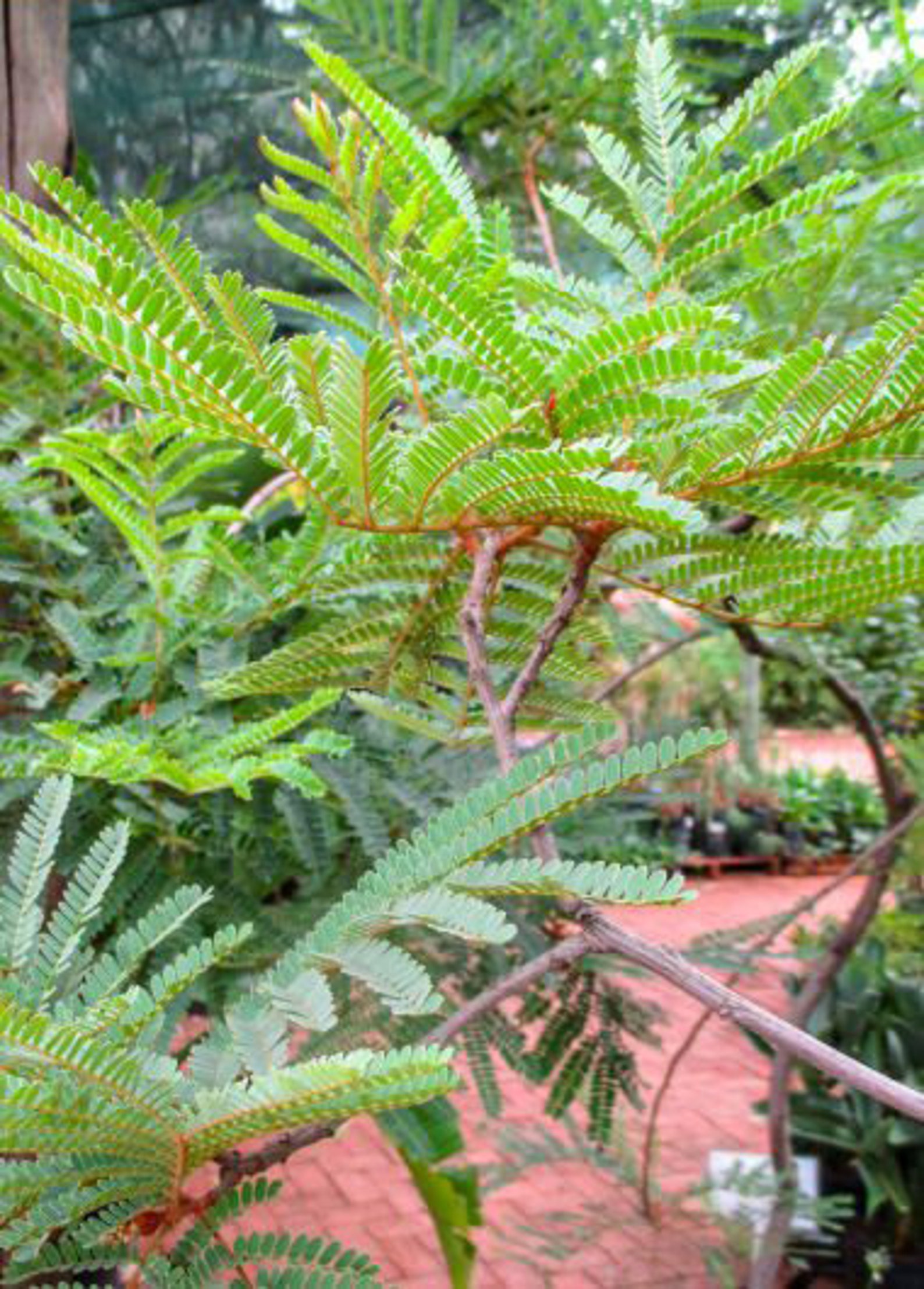 50 Peltophorum Africanum African Wattle Weeping Wattle Seeds - Etsy