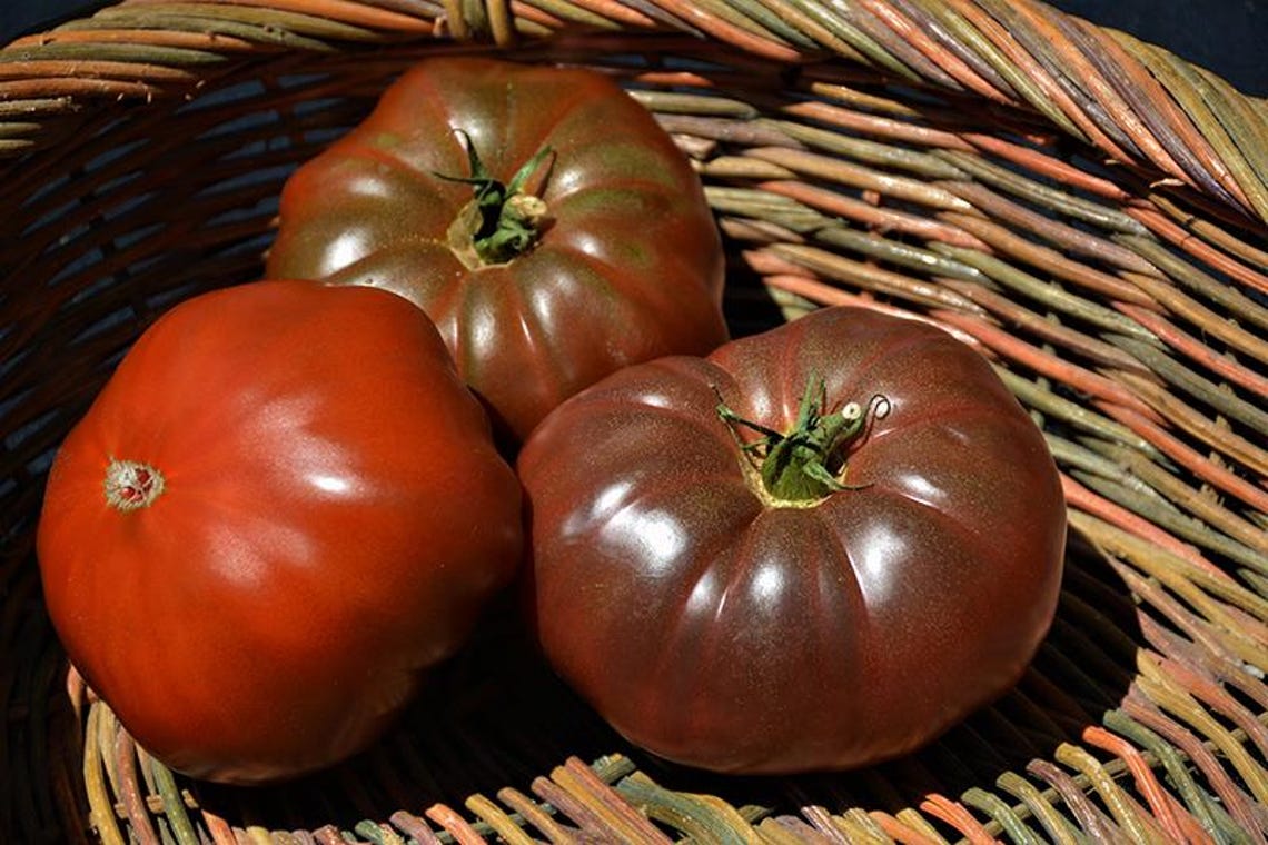 Tomate roxo Cherokee, 5 sementes, tomates orgânicos tradicionais ...