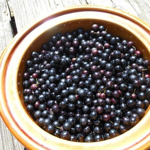 BLACK CHOKEBERRY Aronia Melanocarpa 50 Seeds Bonsai - Etsy