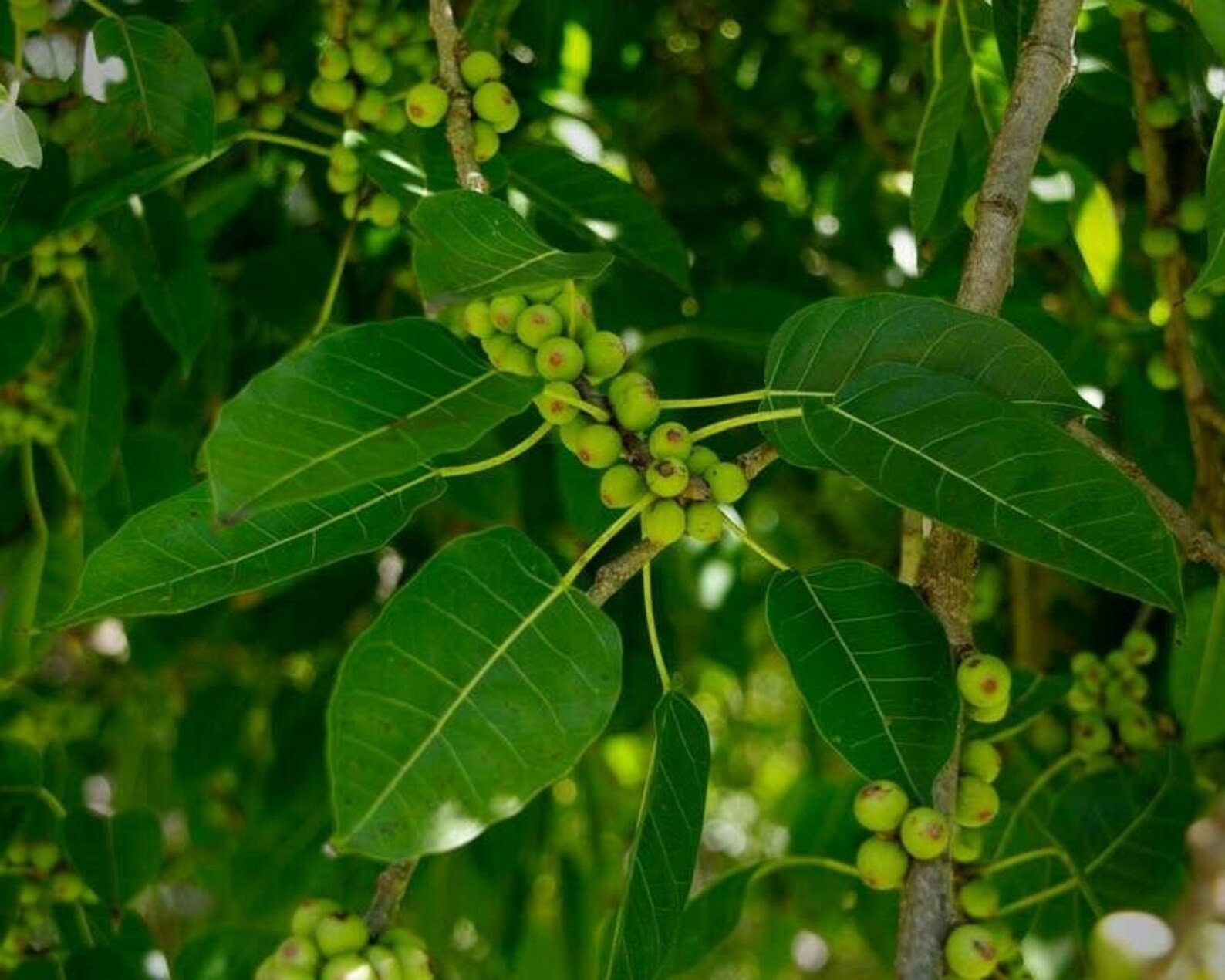 White Fig Tree Seeds 200 Ficus Virens Ornamental Tropical - Etsy