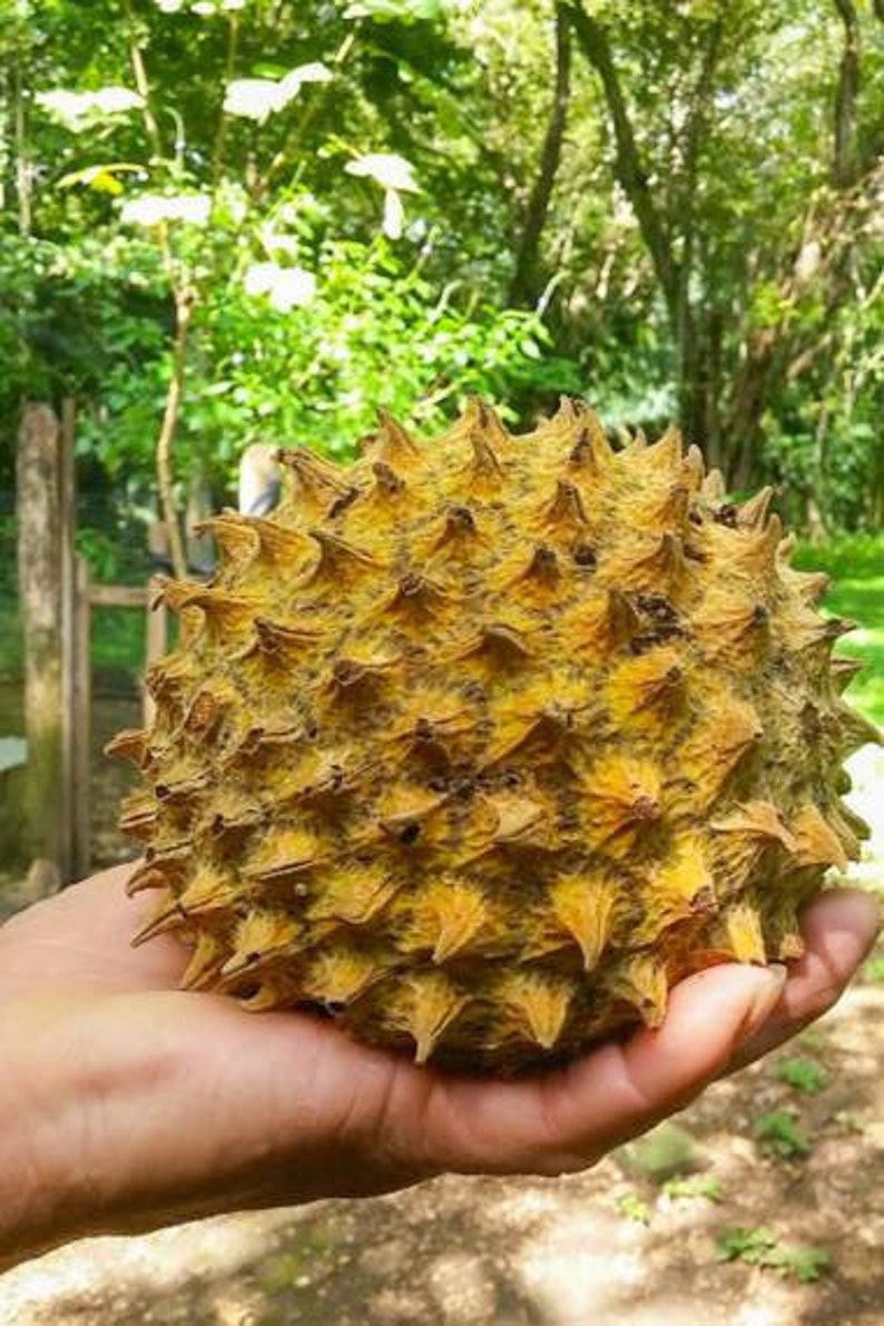 Annona Purpurea 5 Seeds Soncoya Yellow Flesh Ilama VERY - Etsy Hong Kong