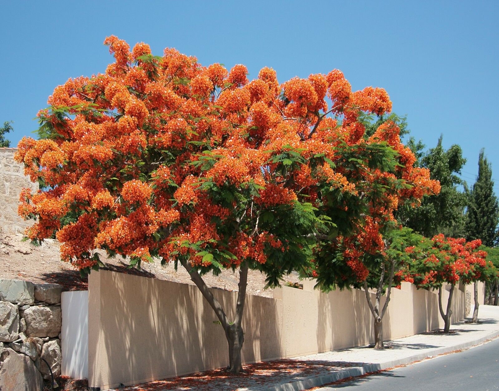 Delonix Regia - Tree of Fire, Flamboyant, Royal Poinciana - 10 Seeds ...