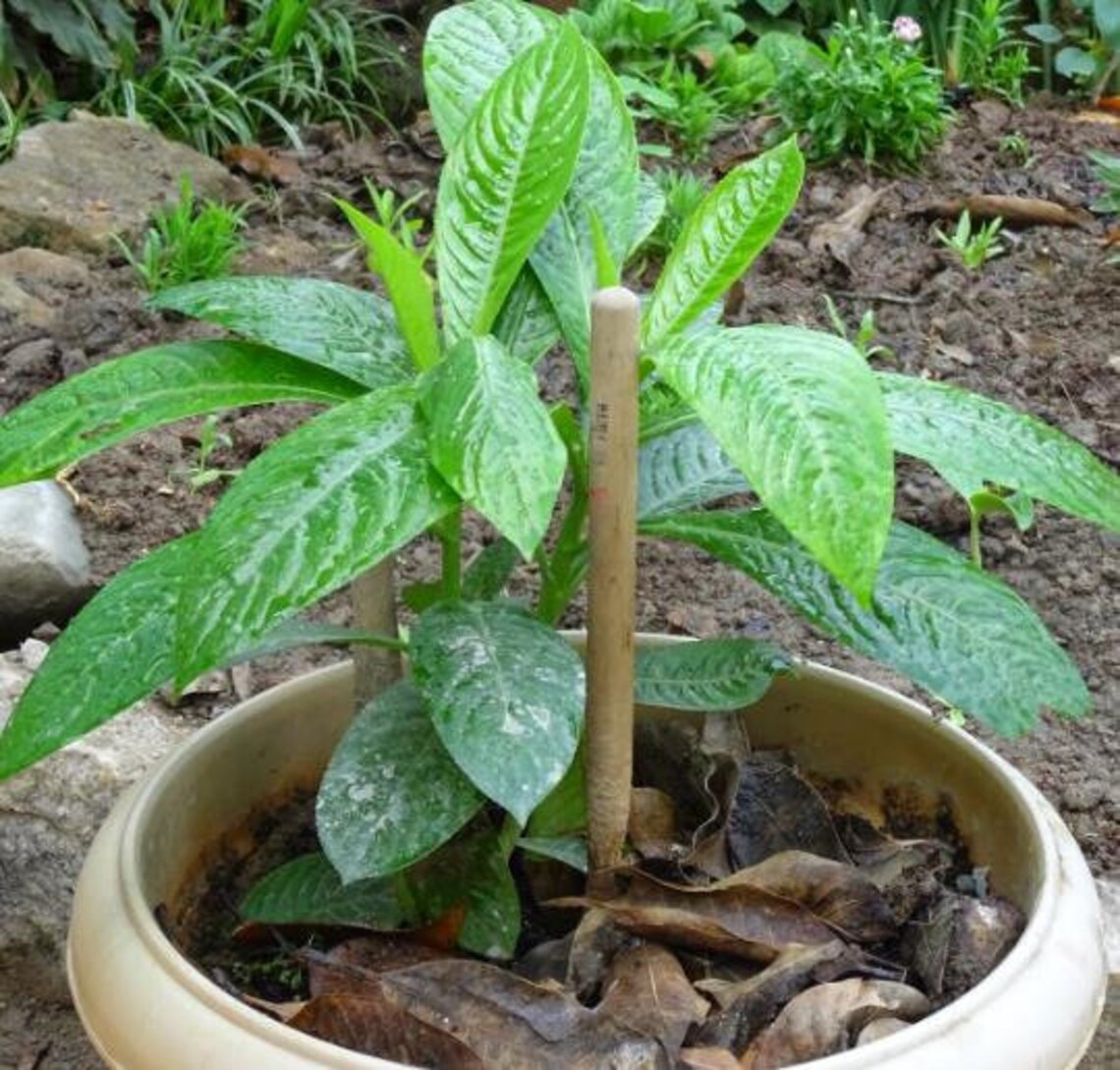 Blumea Balsamifera Aromatria Herb - Sembung Balm Sambong Aromatic - 10 ...