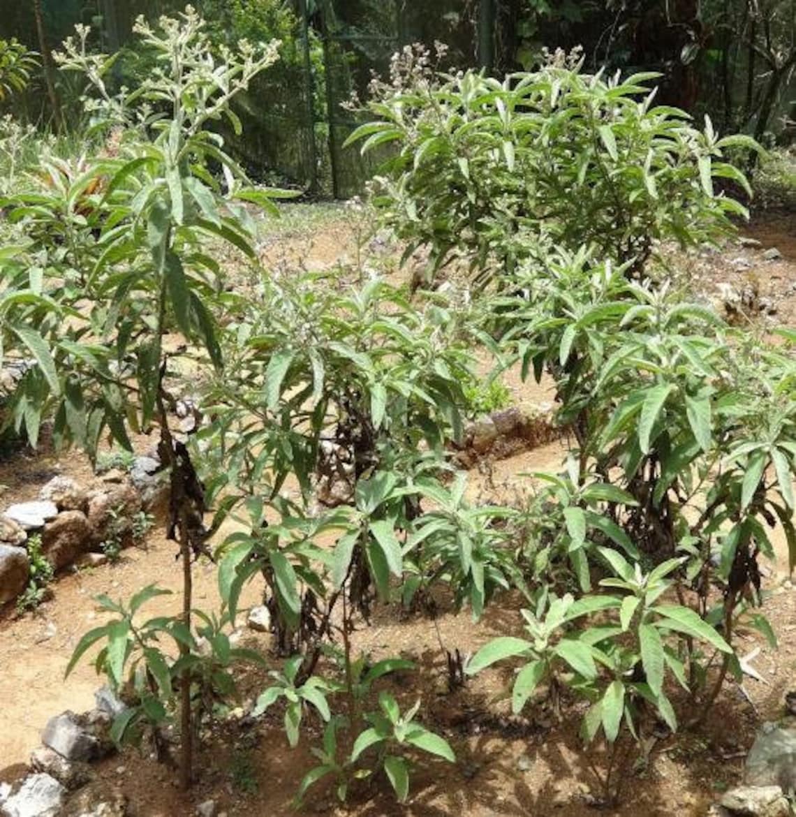 Blumea Balsamifera Aromatria Herb Sembung Balm Sambong - Etsy Canada