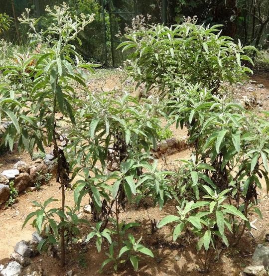 Blumea Balsamifera Aromatria Herb - Sembung Balm Sambong Aromatic - 10 ...