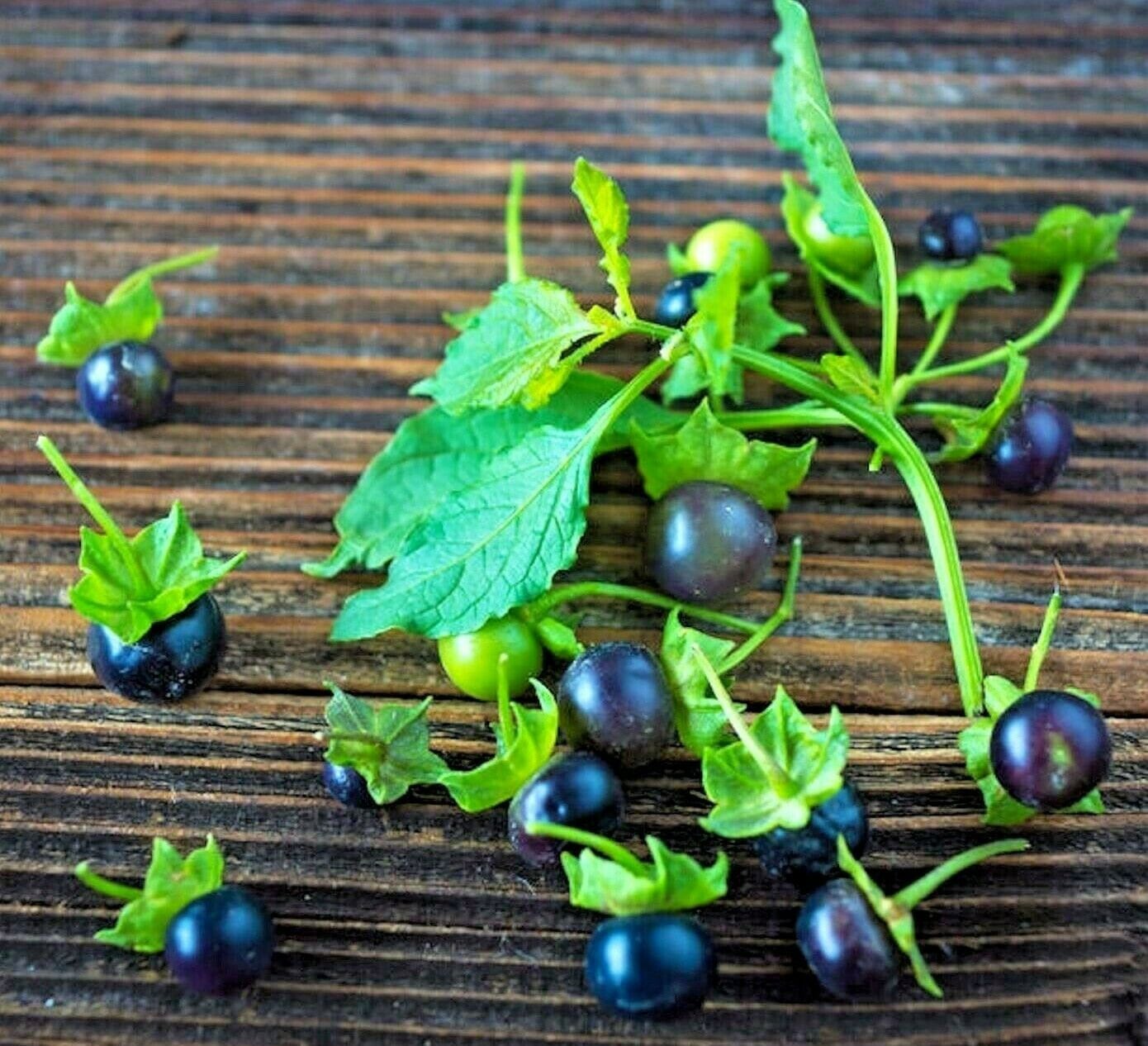 Jaltomata Procumbens Xaltomatl Creeping False Holly 10 - Etsy Canada