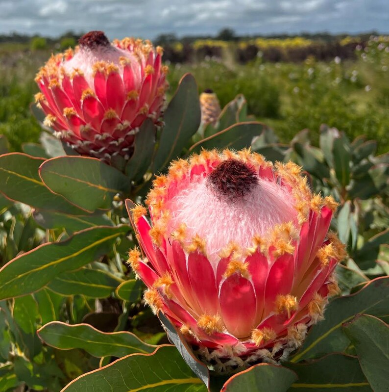 Kit de Sementes de Protea Rei e Rainha (5x Protea cynaroides + 5x ...