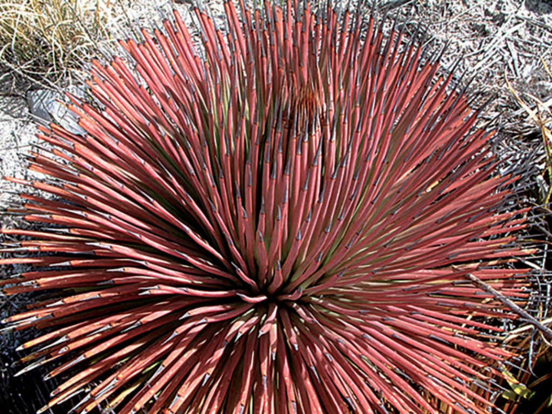 Agave stricta Rubra, Agave erizo rojo, Suculenta perenne espinosa - 5 ...