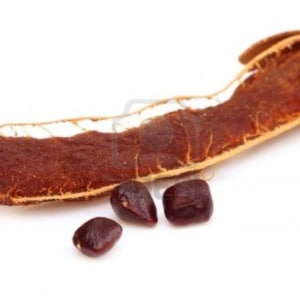 Tamarindus Indica the Tamarind Tree 10 Fresh Seeds - Etsy Canada