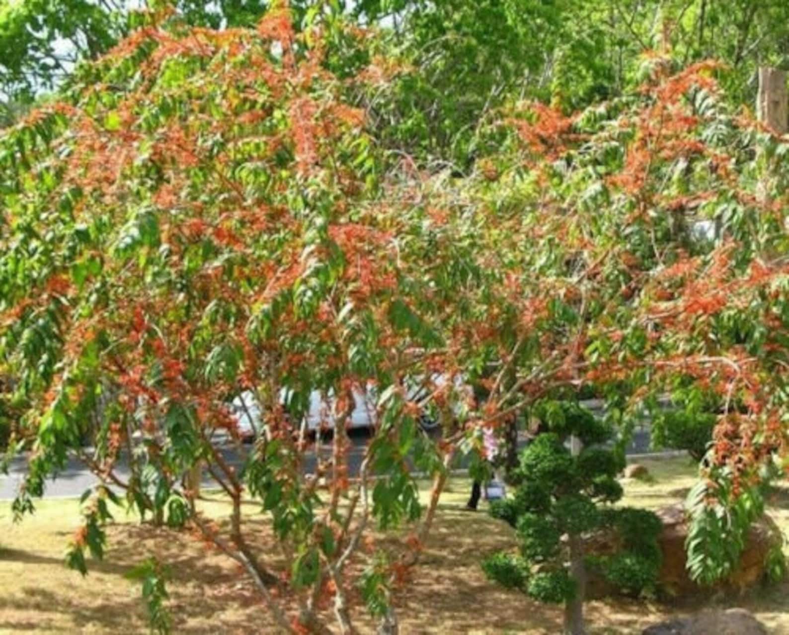 Woodfordia Fruticosa fire flames woodfordia dhataki plant | Etsy