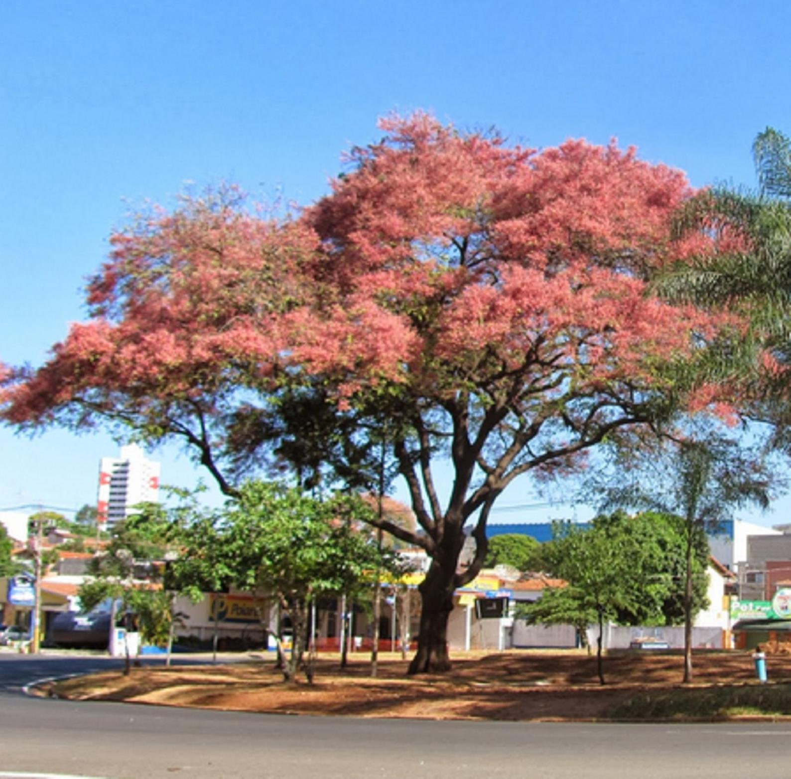 Pink Cassia Tree This Is The P Page Of Our A To Z Guide To Plants